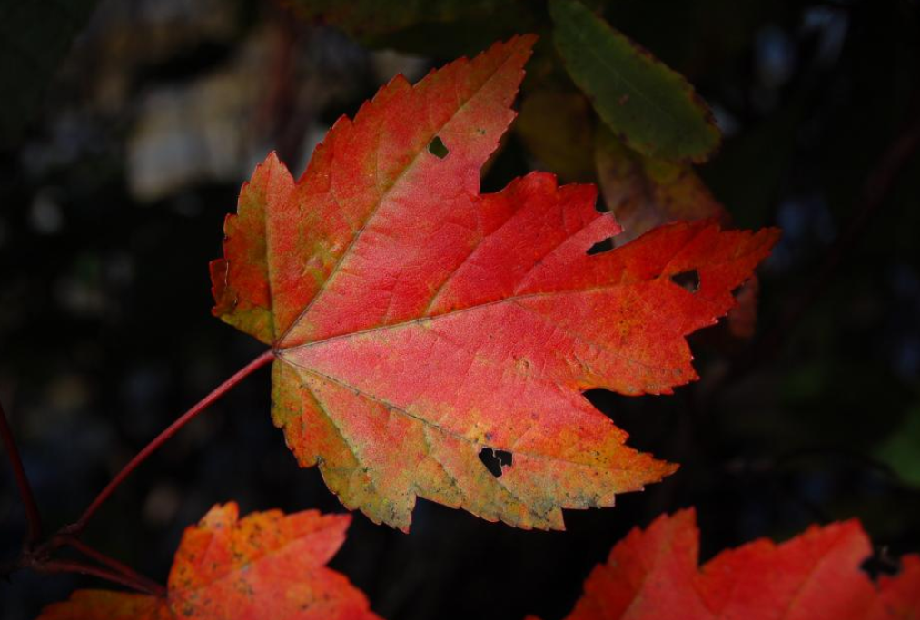 Your Pure Michigan Fall Bucket List